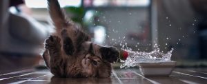 Why Do Cats Splash Water Out of the Bowl?