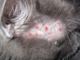 Why Is My Cat Losing Hair? Symptoms, Causes & Treatment