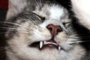 Cat Fangs: Why Do Some Cats Have Long Fangs?