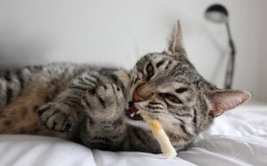 Cat Fangs: Why Do Some Cats Have Long Fangs?