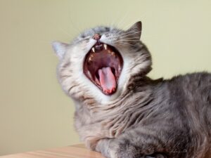 Do Cats Teeth Grow Back?