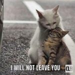 Kitten Memes, That Will Make You ROFL