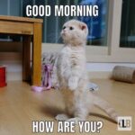 Kitten Memes, That Will Make You ROFL