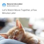 Kitten Memes, That Will Make You ROFL