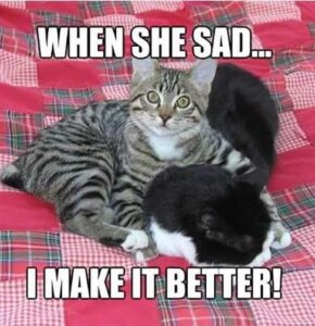 Kitten Memes, That Will Make You ROFL