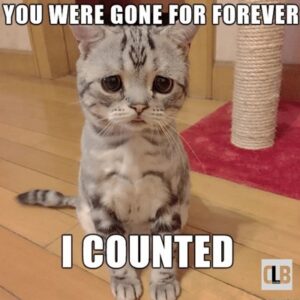 Kitten Memes, That Will Make You ROFL