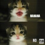 Kitten Memes, That Will Make You ROFL