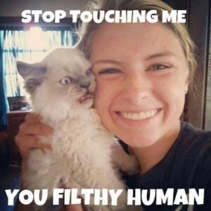 Kitten Memes, That Will Make You ROFL