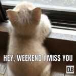 Kitten Memes, That Will Make You ROFL