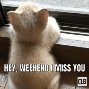 Kitten Memes, That Will Make You ROFL