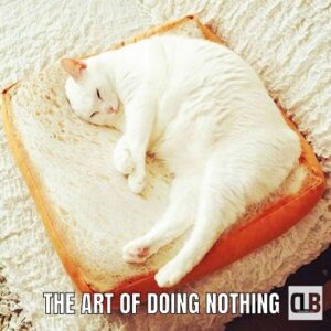 Kitten Memes, That Will Make You ROFL