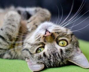 10 Fun Facts About Silver Tabby Cat (With Pictures)