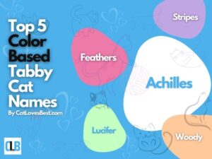 300+ Tabby Cat Names – Perfect Names For Tabby