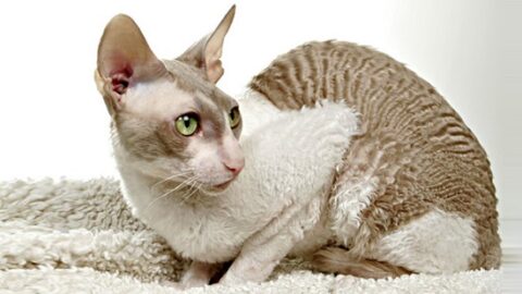 6 Curly-Haired Cat Breeds (with Pictures)