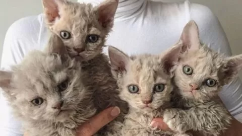 6 Curly-Haired Cat Breeds (with Pictures)