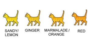 13 Interesting Red Tabby Cat Facts (With Pictures)