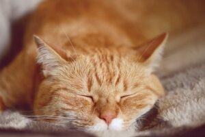 13 Interesting Red Tabby Cat Facts (With Pictures)