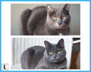 Korat Cat vs Russian Blue — Who's Better? (With Pictures)
