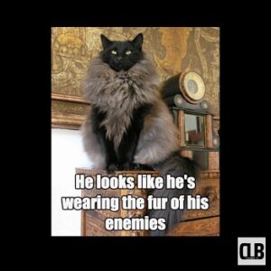 45 Black Cat Memes, To Possess Your Soul
