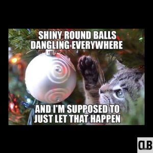 55 Christmas Cat Memes To Add Joy