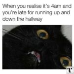 45 Black Cat Memes, To Possess Your Soul