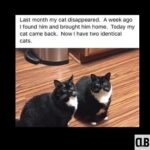 45 Black Cat Memes, To Possess Your Soul