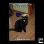 45 Black Cat Memes, To Possess Your Soul