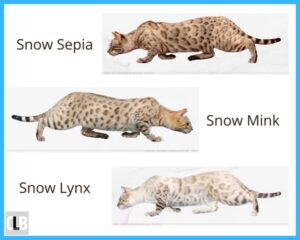 Bengal Cat Colors and Patterns