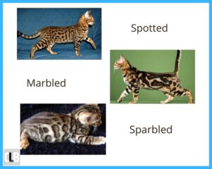 Bengal Cat Colors and Patterns