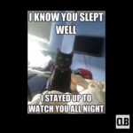 45 Black Cat Memes, To Possess Your Soul