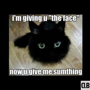 45 Black Cat Memes, To Possess Your Soul