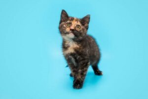 12 Interesting Facts About Blue Tortoiseshell Cats