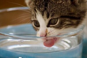 15 Natural Home Remedies for Cat Constipation|Verfied by Vet