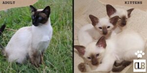 Chocolate Point vs Seal Point Siamese Cat (With Pictures) - CatLovesBest