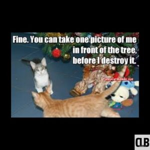 55 Christmas Cat Memes To Add Joy