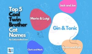 500+ Cute Twin Cat Names to Call Your Kitties