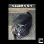 45 Black Cat Memes, To Possess Your Soul
