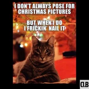 55 Christmas Cat Memes To Add Joy