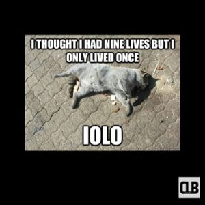 45 Cute Cat Memes That Will Make You ROFL