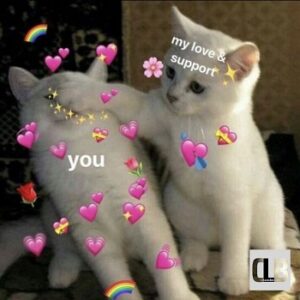 45 Cute Cat Memes That Will Make You ROFL