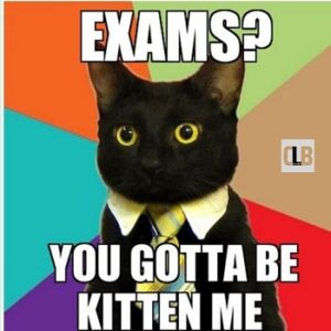 45 Cute Cat Memes That Will Make You ROFL