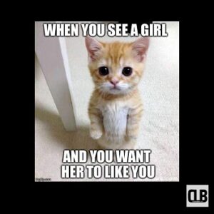 45 Cute Cat Memes That Will Make You ROFL