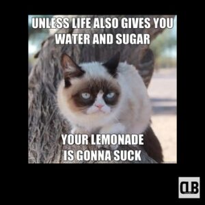 45 Cute Cat Memes That Will Make You ROFL