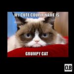 45 Cute Cat Memes That Will Make You ROFL