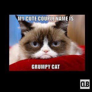 45 Cute Cat Memes That Will Make You ROFL