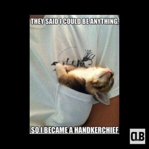 45 Cute Cat Memes That Will Make You ROFL