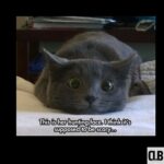 45 Black Cat Memes, To Possess Your Soul
