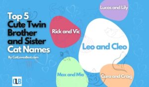 500+ Cute Twin Cat Names to Call Your Kitties