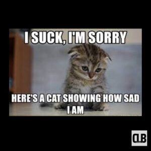 45 Cute Cat Memes That Will Make You ROFL