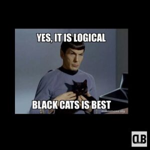 45 Black Cat Memes, To Possess Your Soul